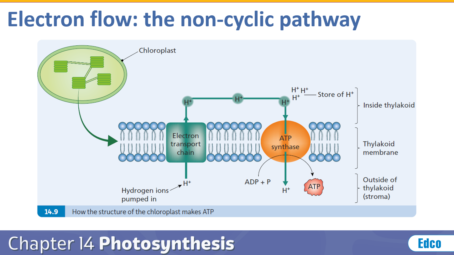 Biology Plus Digital – Edco Books and Programmes